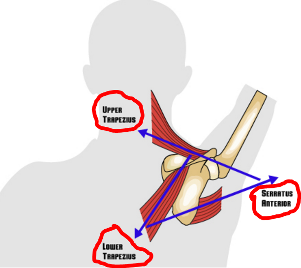 Muscular Strength - Articles